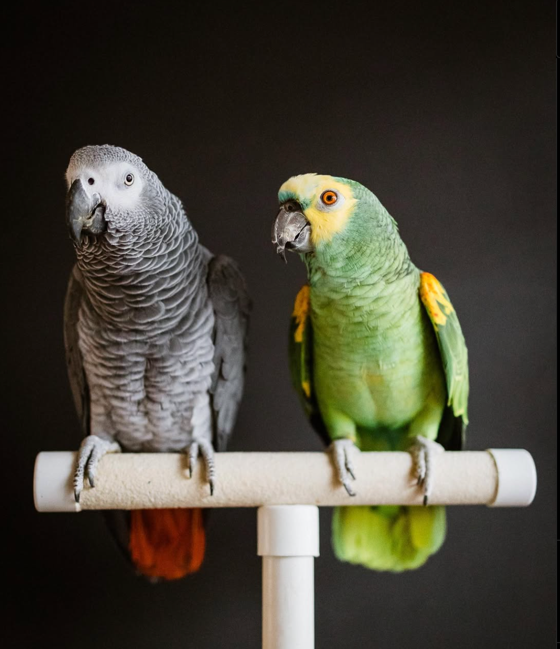 Discover Your Perfect Feathered Friend at Parrot FarmHouse